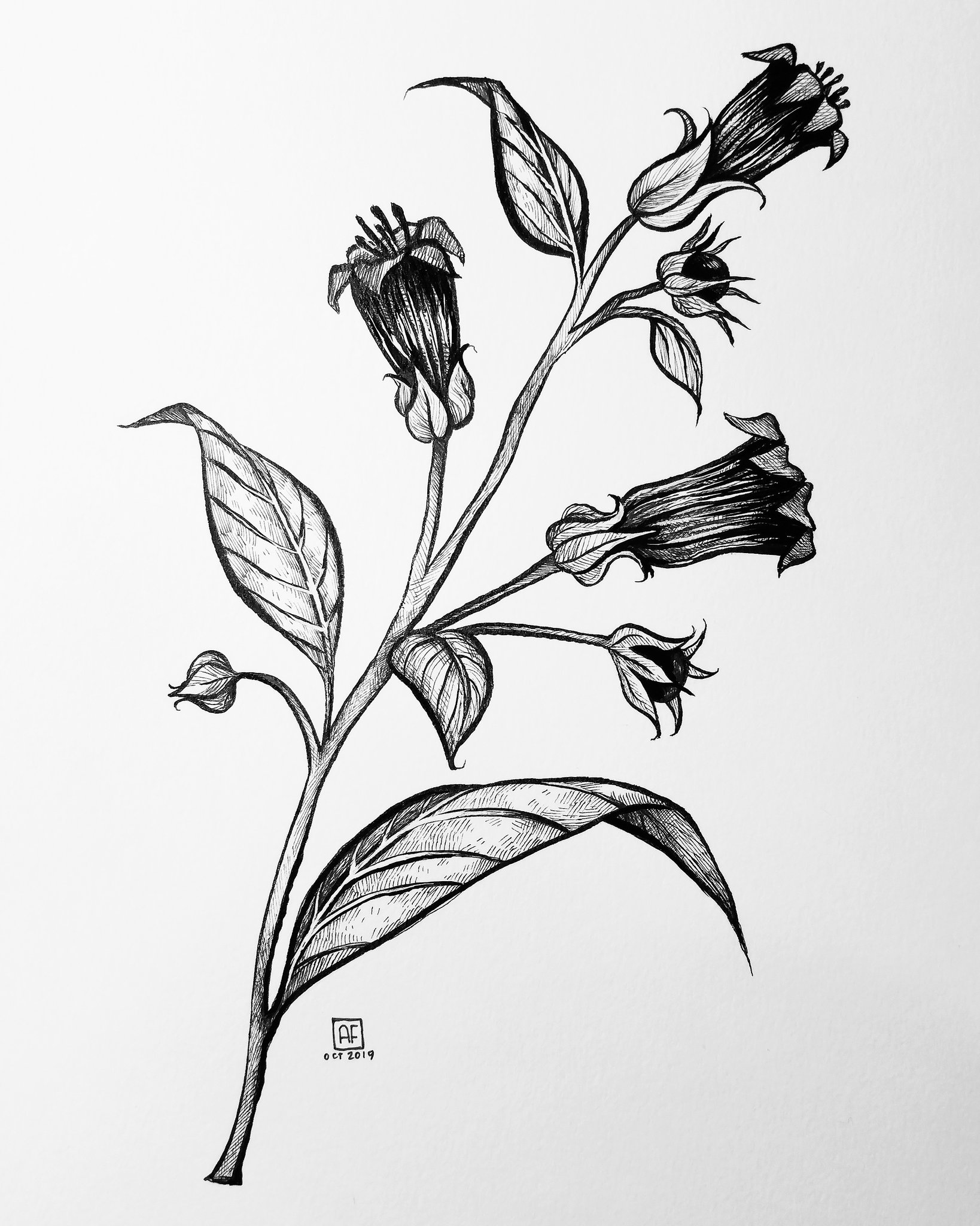 Nightshade Flower Drawing