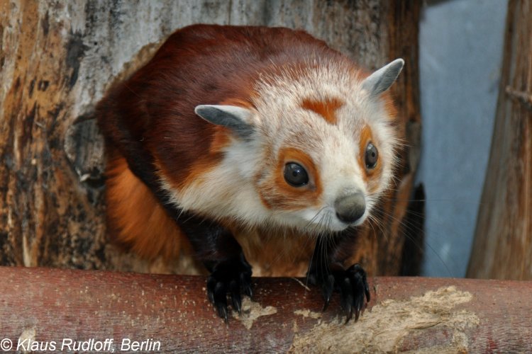 Chinese Giant Flying Squirrel