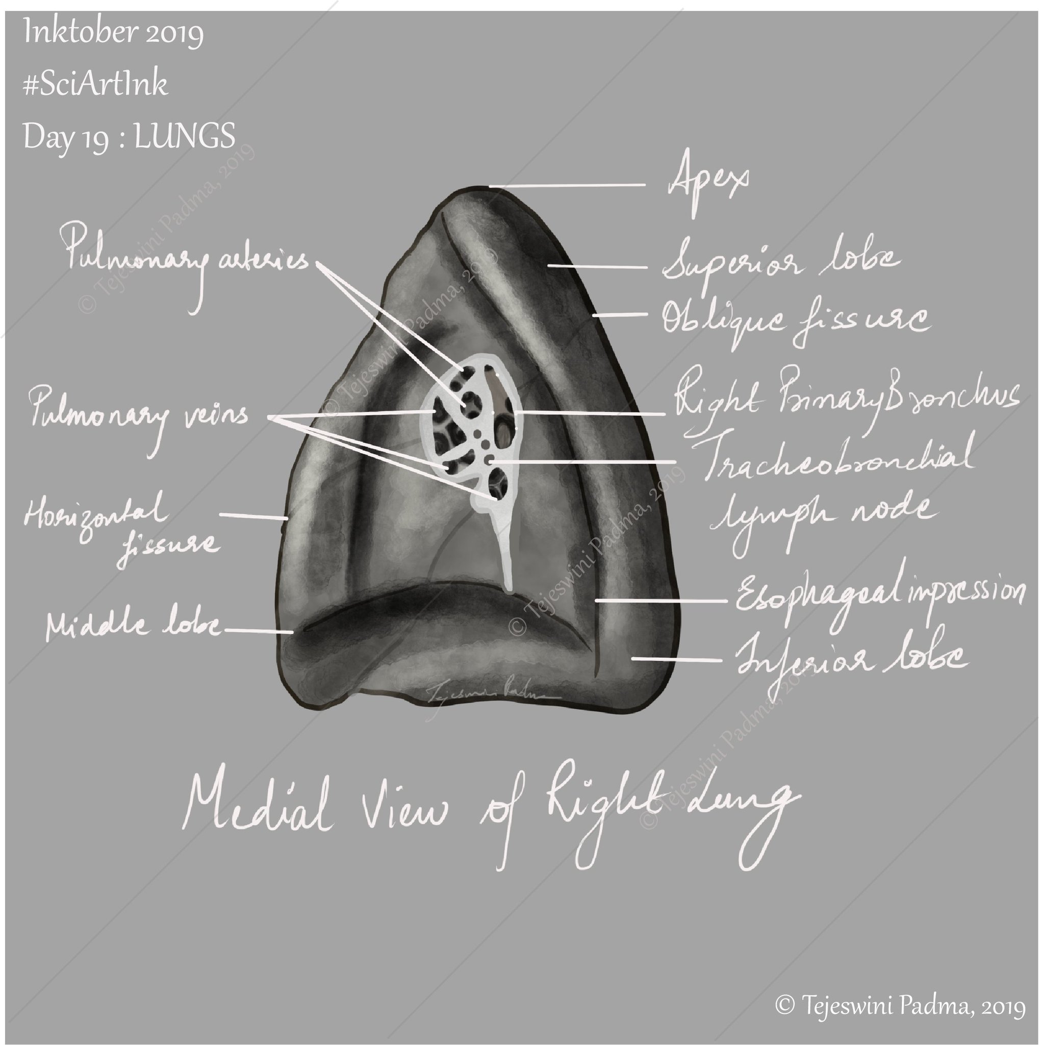 Tejeswini Padma On Twitter Day 19 Of Sciartink With Lungs Medial View Of The Right Lung