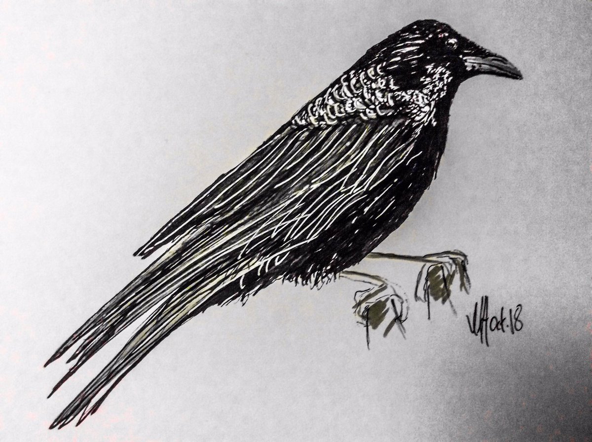 Twoucan - Edinburgh Inky Fox (@EdinburghFoxInk)