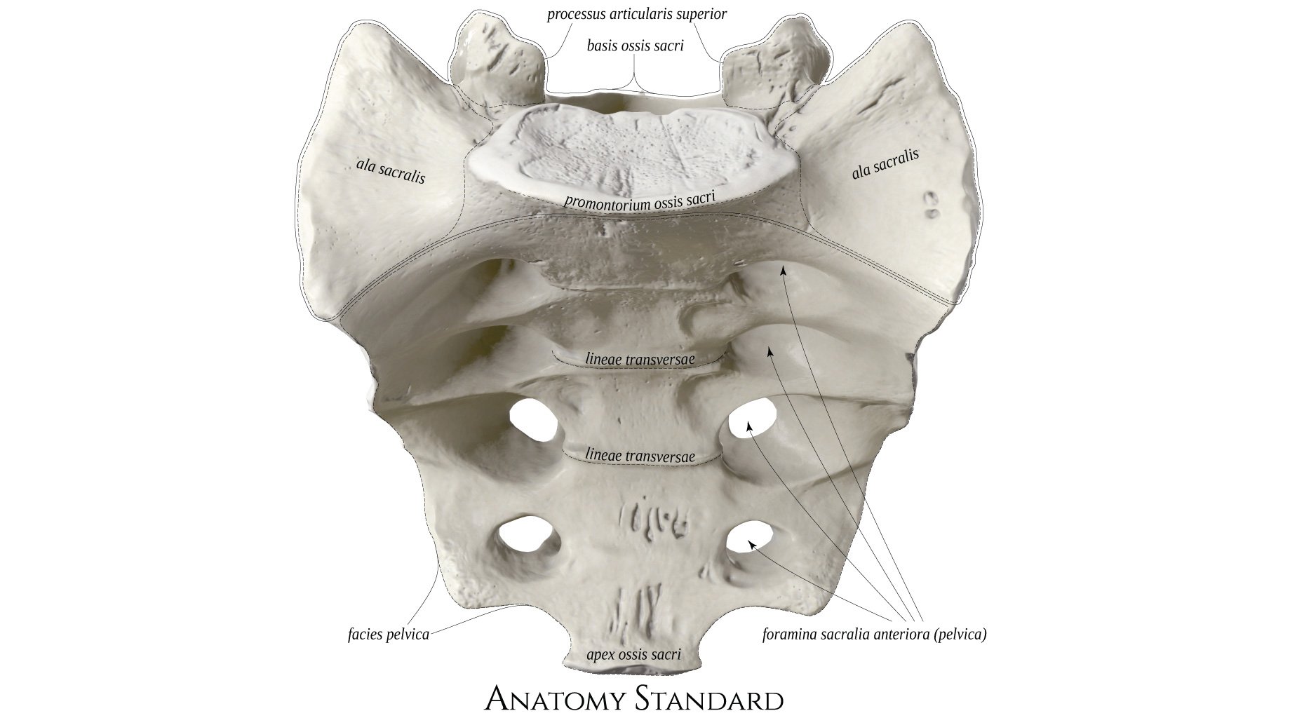 Sacrum And Coccyx Anatomy The Spine: Anatomy And Function