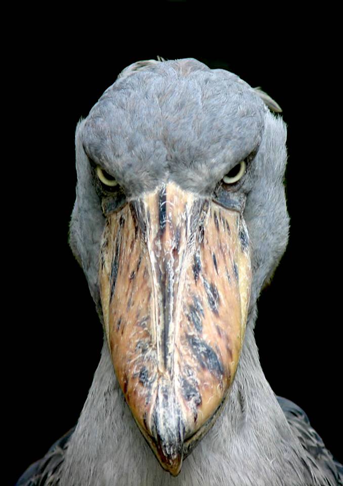 Time for a fan favorite! The Shoebill Stork has a rather terrifying ...