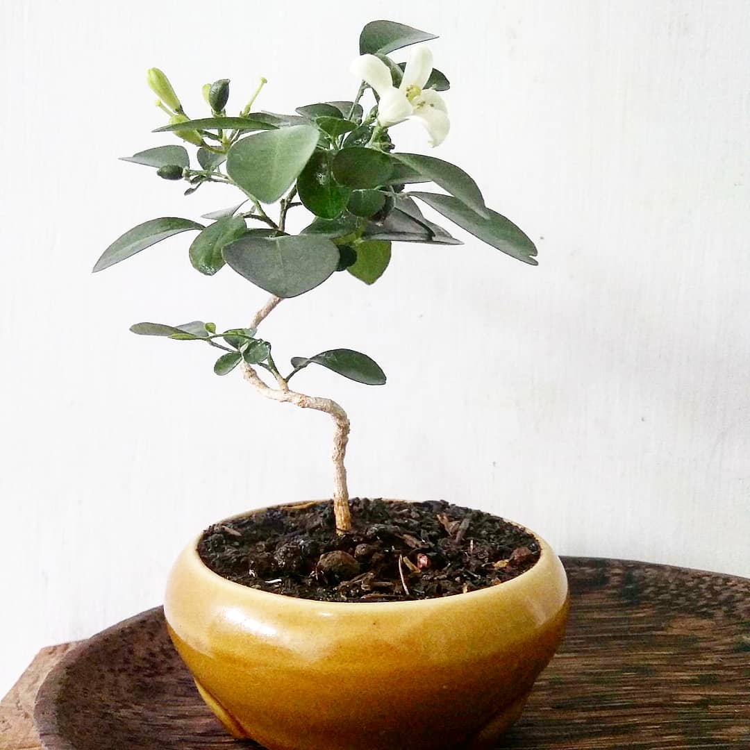 Мандарин бонсай из семян выращивание - фото