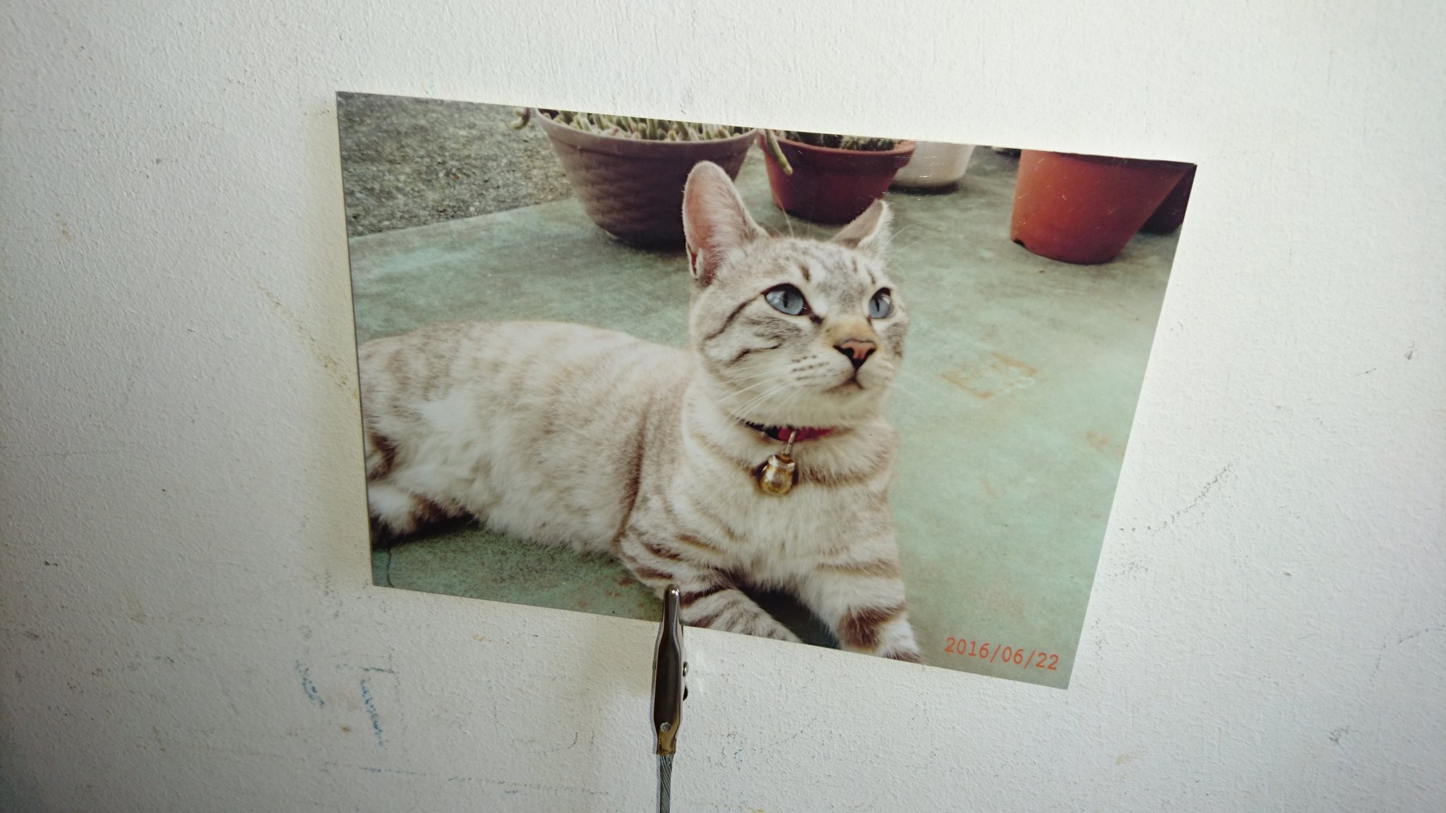 夢の星工房 2016 2022 On Twitter 3年前の個展ポスター 猫福 のモデル猫「ゴン太」は残念ですが昨年夏、事故によりこの世