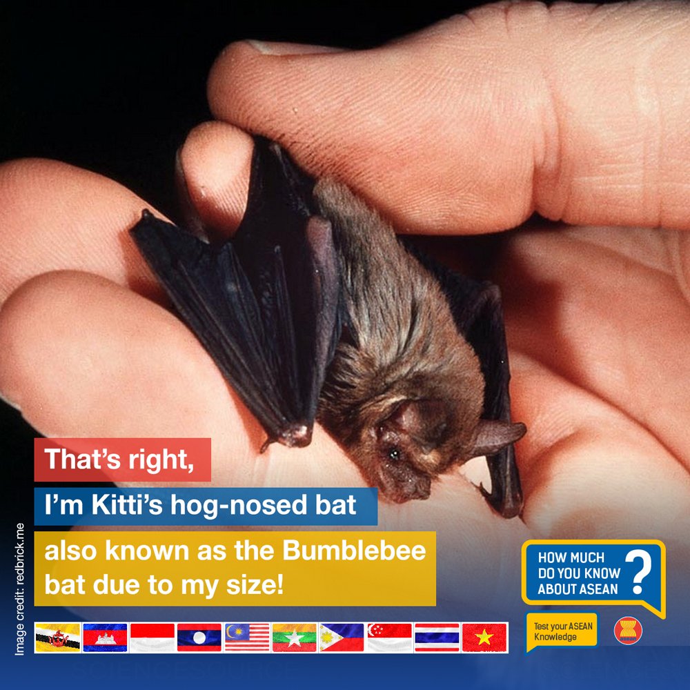 Kittis Hog Nosed Bat