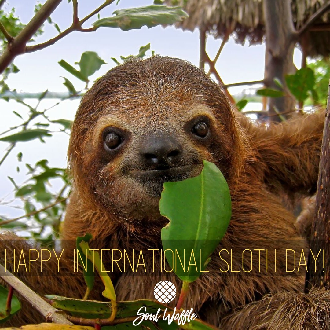 International Sloth Day - themediocremama.com