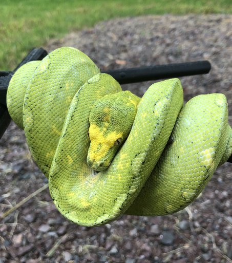 Green Tree Python Morphs