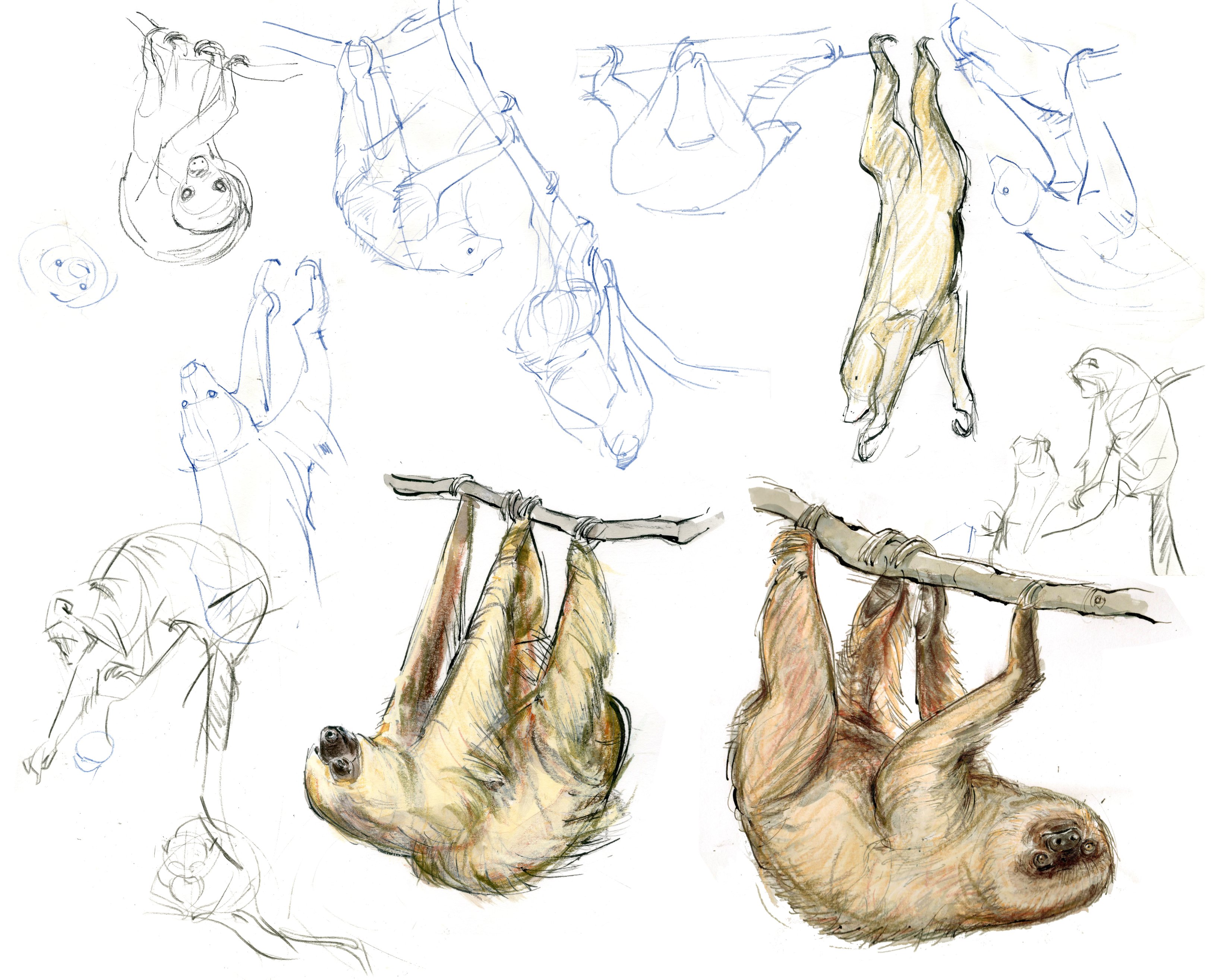 Two Toed Sloth Drawing
