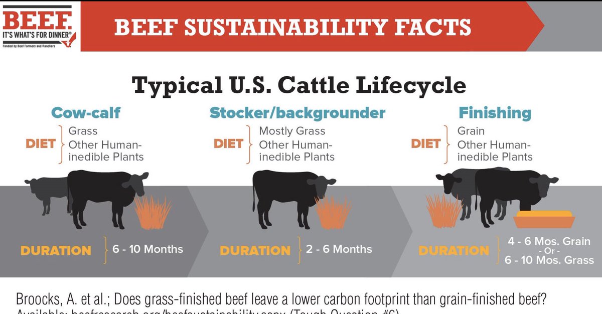 How Many Calves Do Beef Cows Have In A Lifetime
