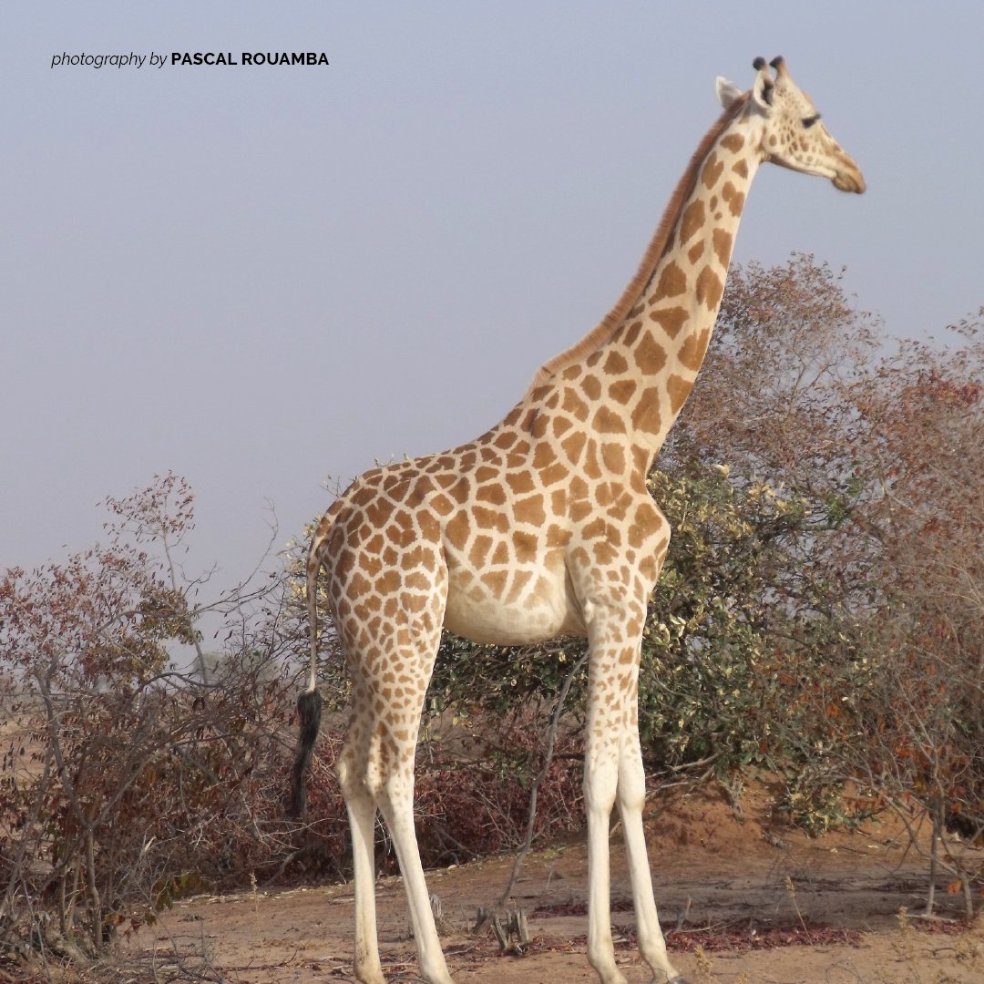 West African Giraffe Scientific Name