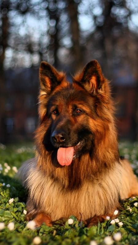 Beautiful German Shepherd Wallpaper