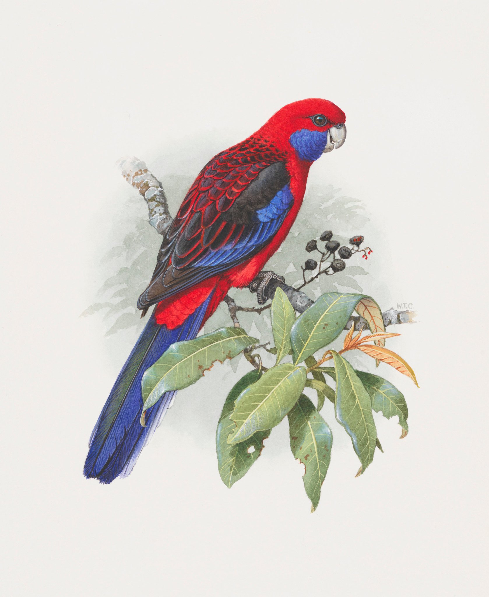 Crimson Rosella Drawing