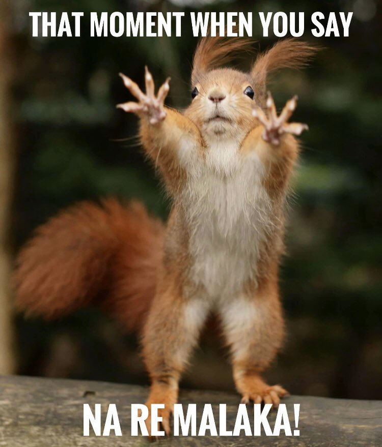 Hallelujah Squirrel