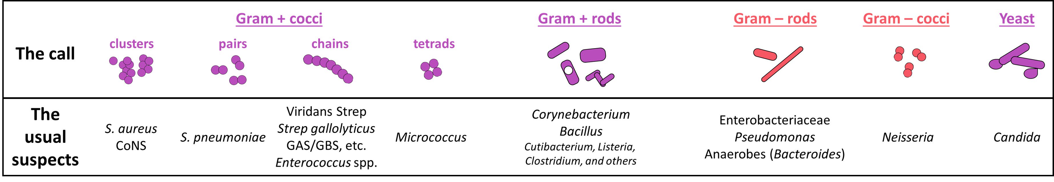 Gram Negative Cocci In Pairs