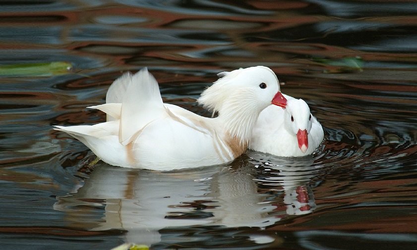 White Mandarin Duck