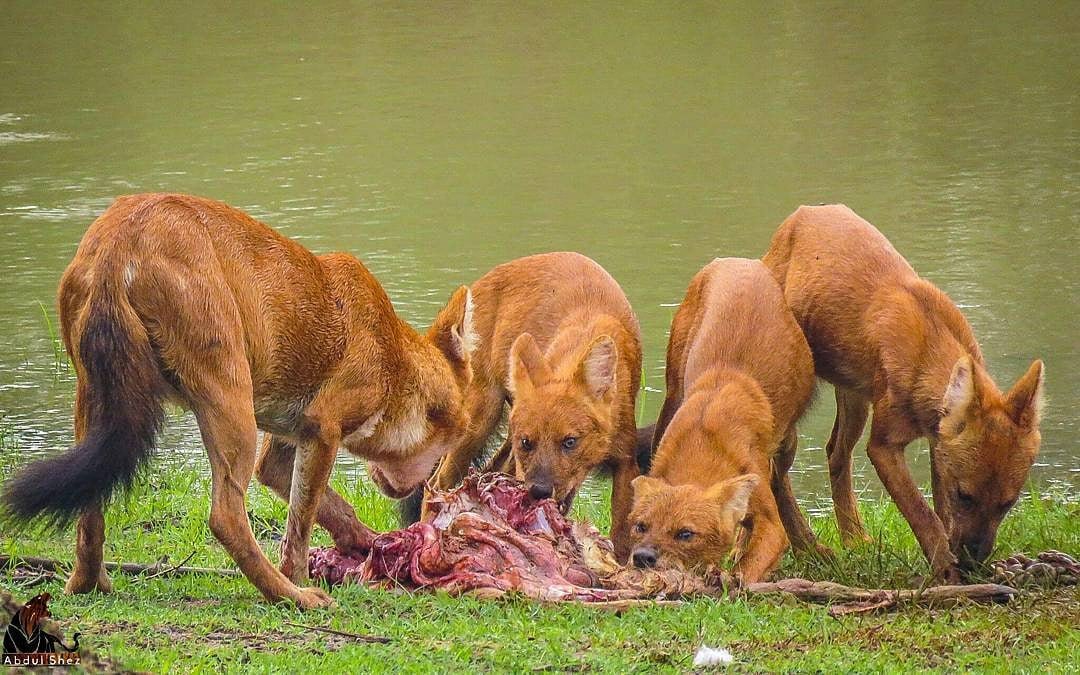 Dhole Pack