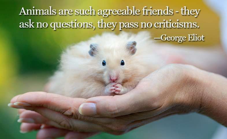 Encouraging Cute Animals