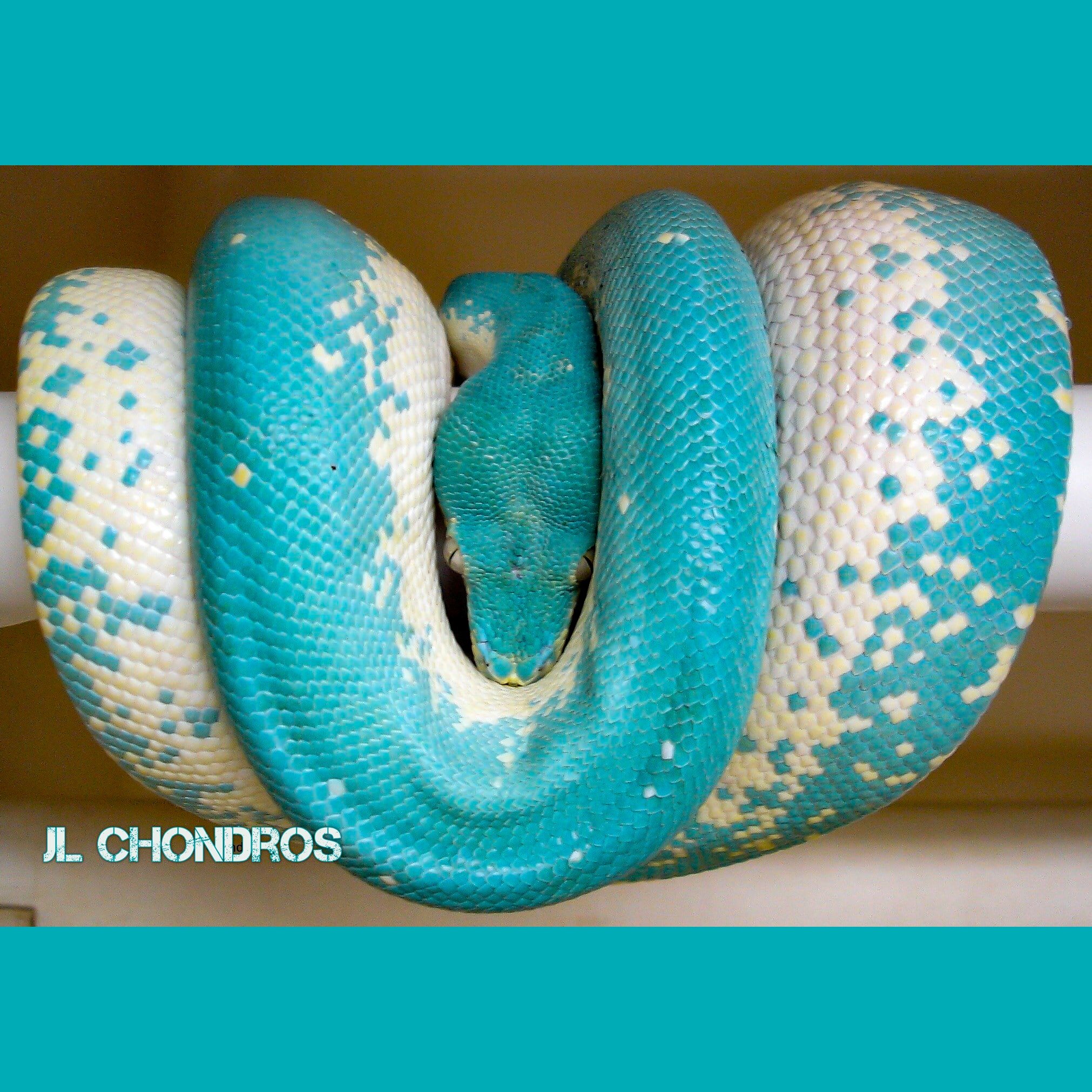 Living Art Reptiles ™ on Twitter: "Beautiful! :-) Green Tree Python (Morelia viridis). Photo: JL ...