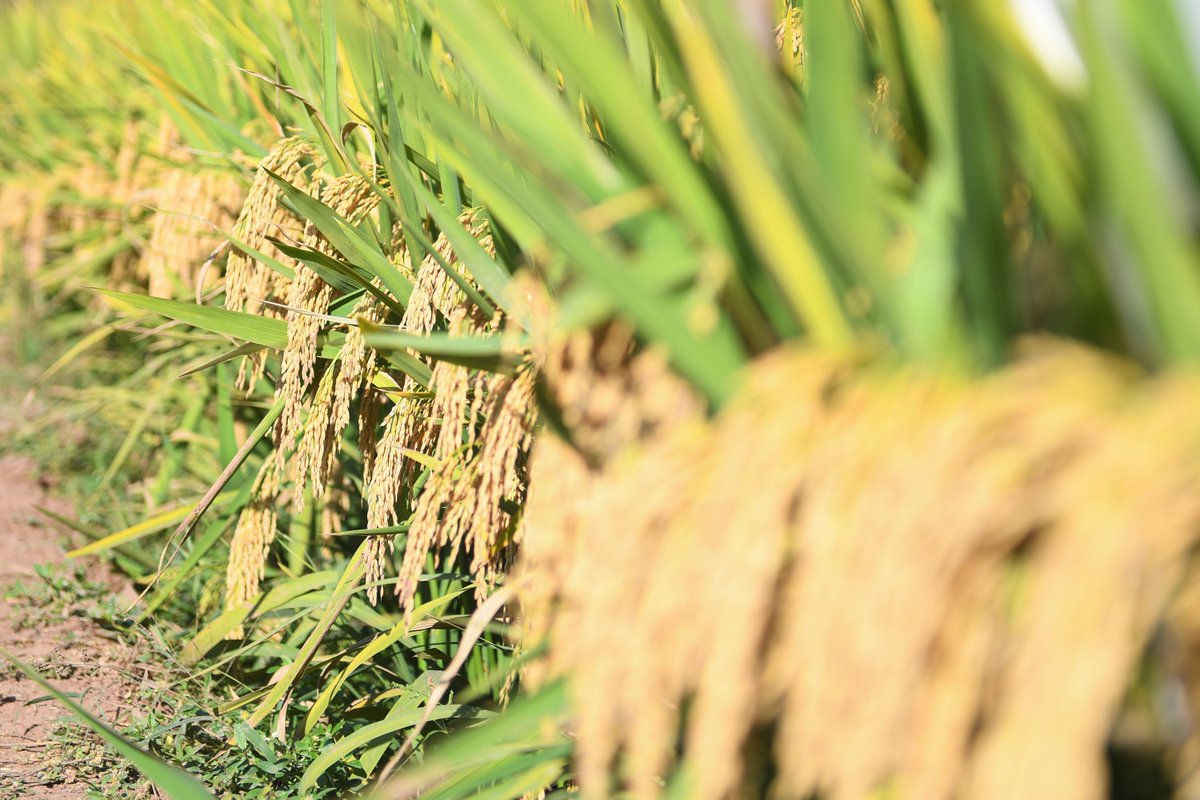 1,046.3 kg per 667 square meters! The third-generation hybrid rice ...