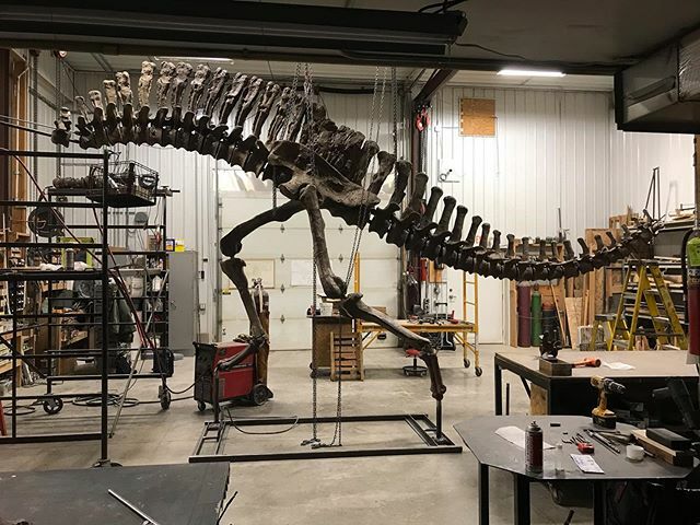 Acrocanthosaurus Skeleton