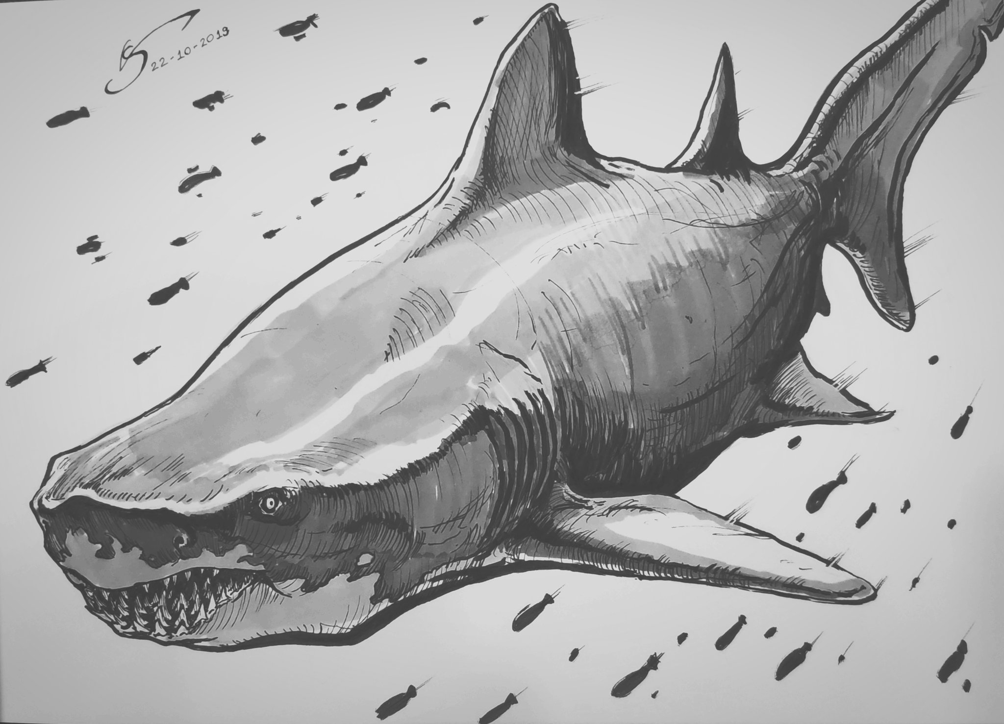 Sand Tiger Shark Drawing