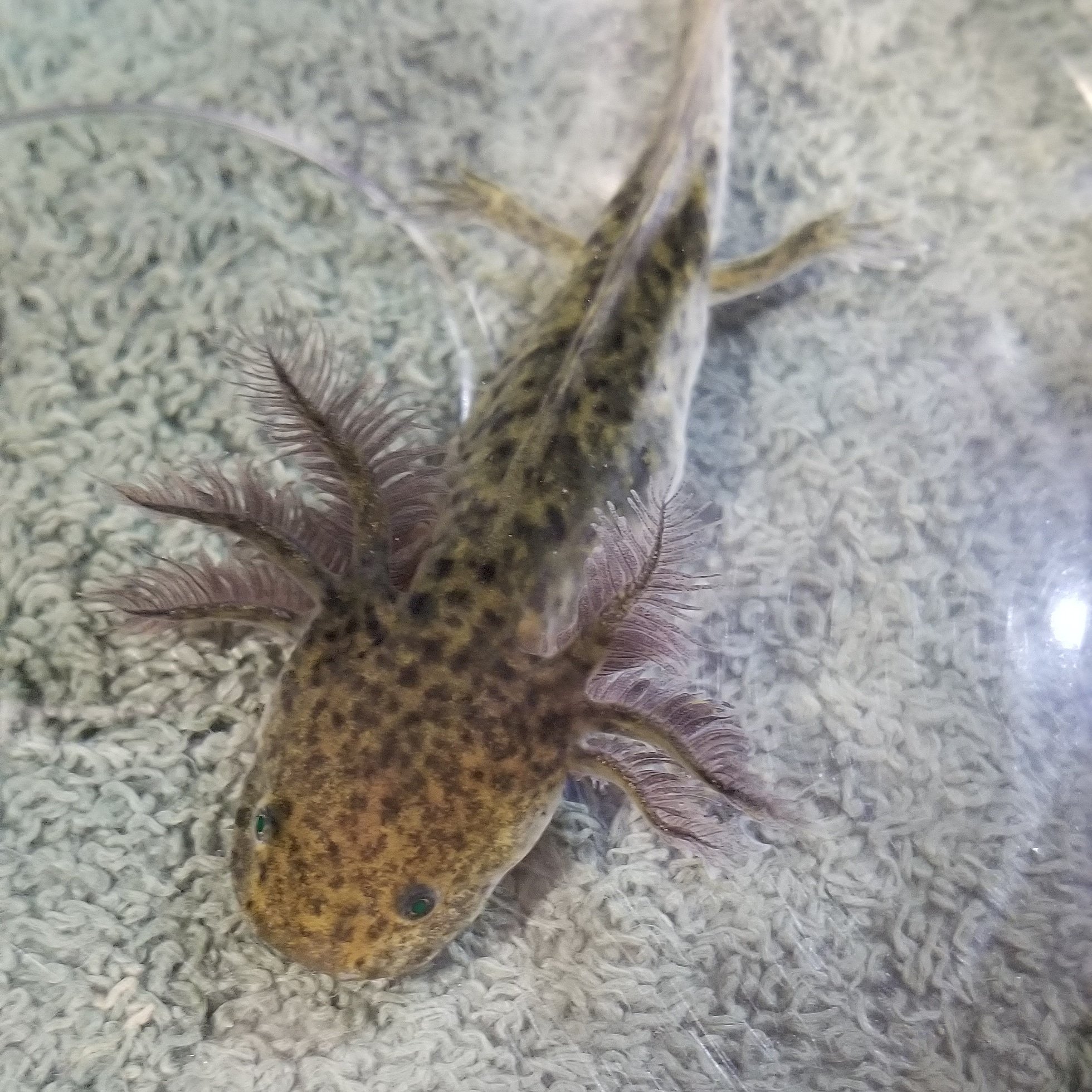 Gfp Wild Type Axolotl