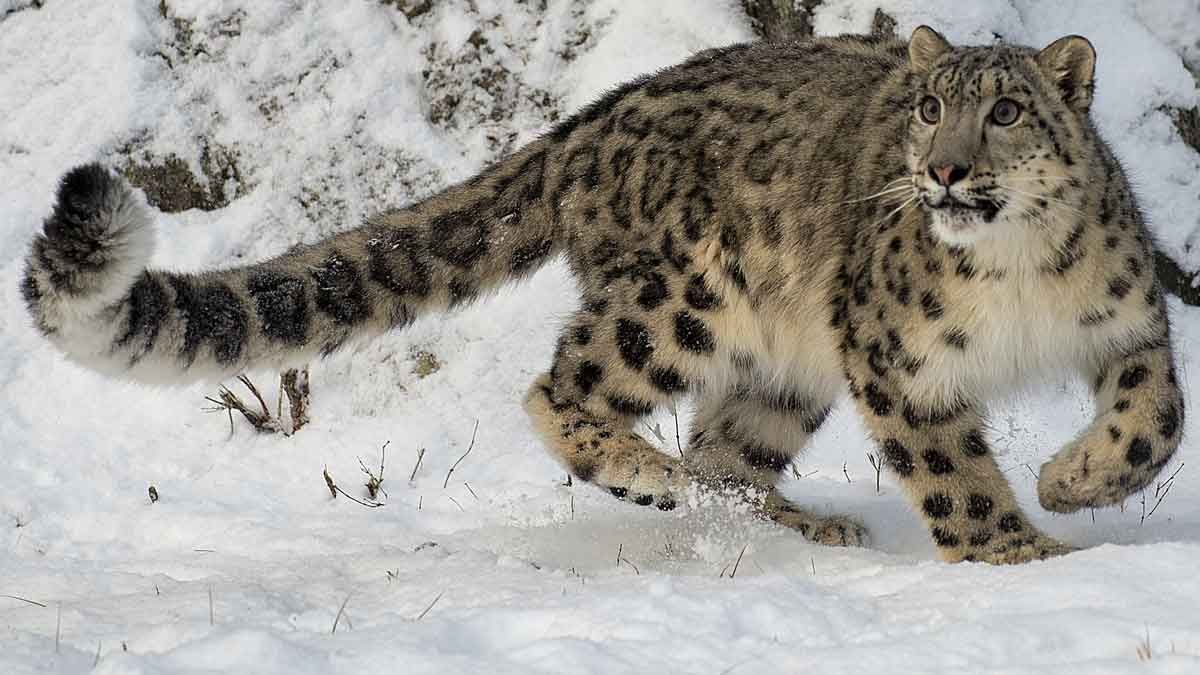 Snow Leopard Climbing