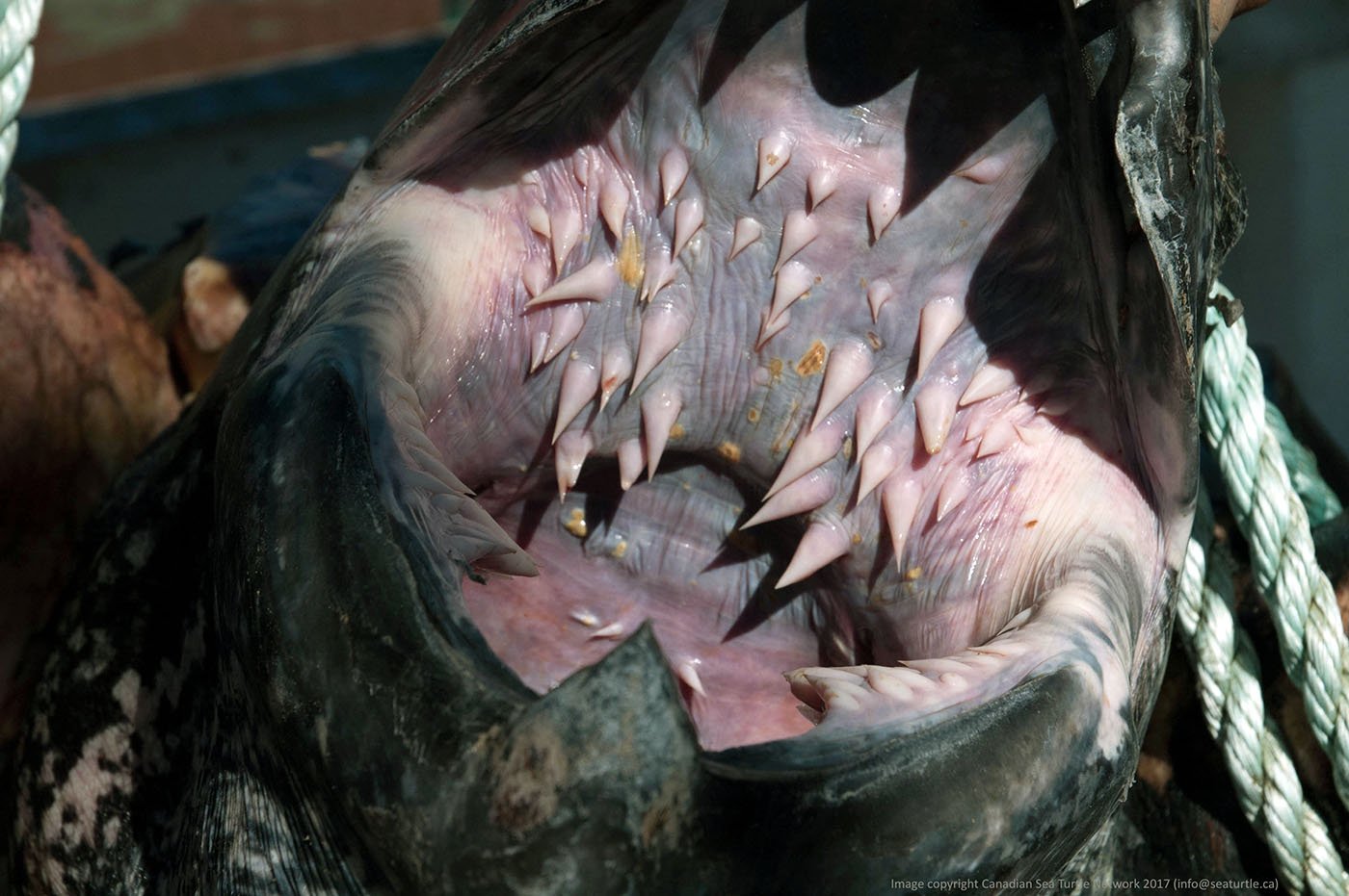 Leatherback Sea Turtle Esophagus