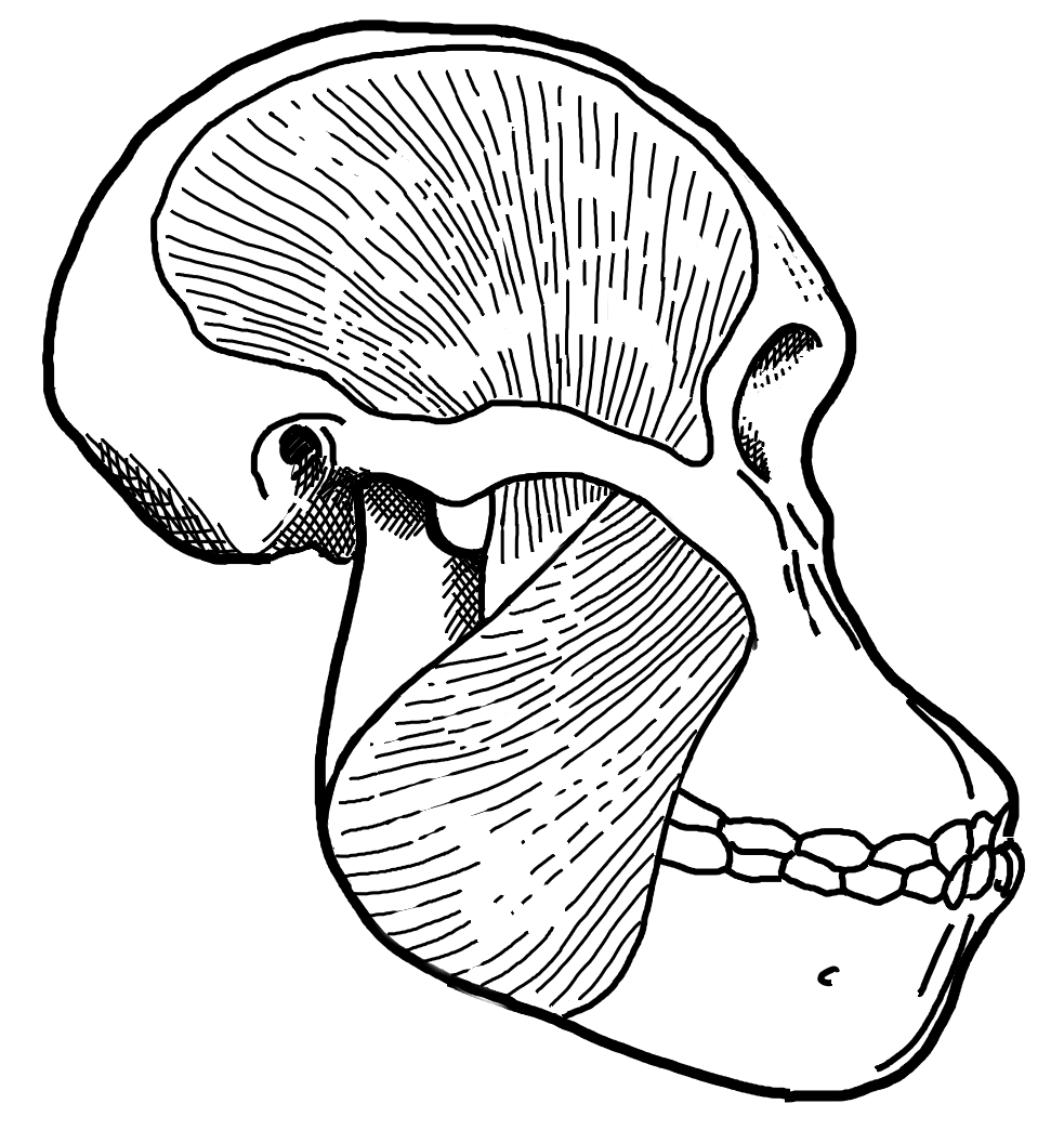 Australopithecus Afarensis Skull Drawing