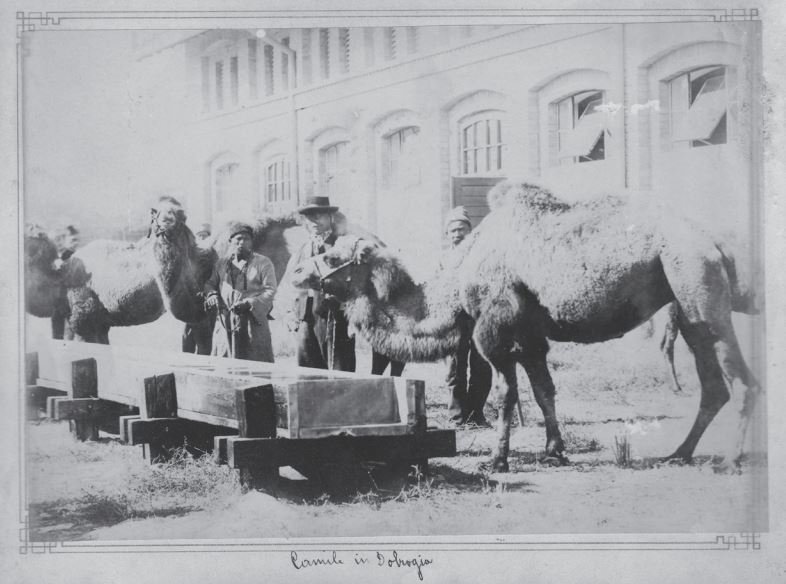 A Thread from @caitlinrgreen: "Camels in early medieval western Europe ...