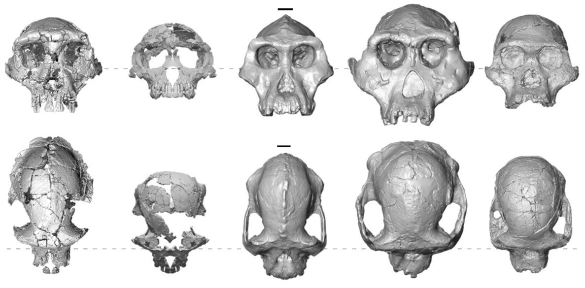 Sahelanthropus Tchadensis Reconstruction