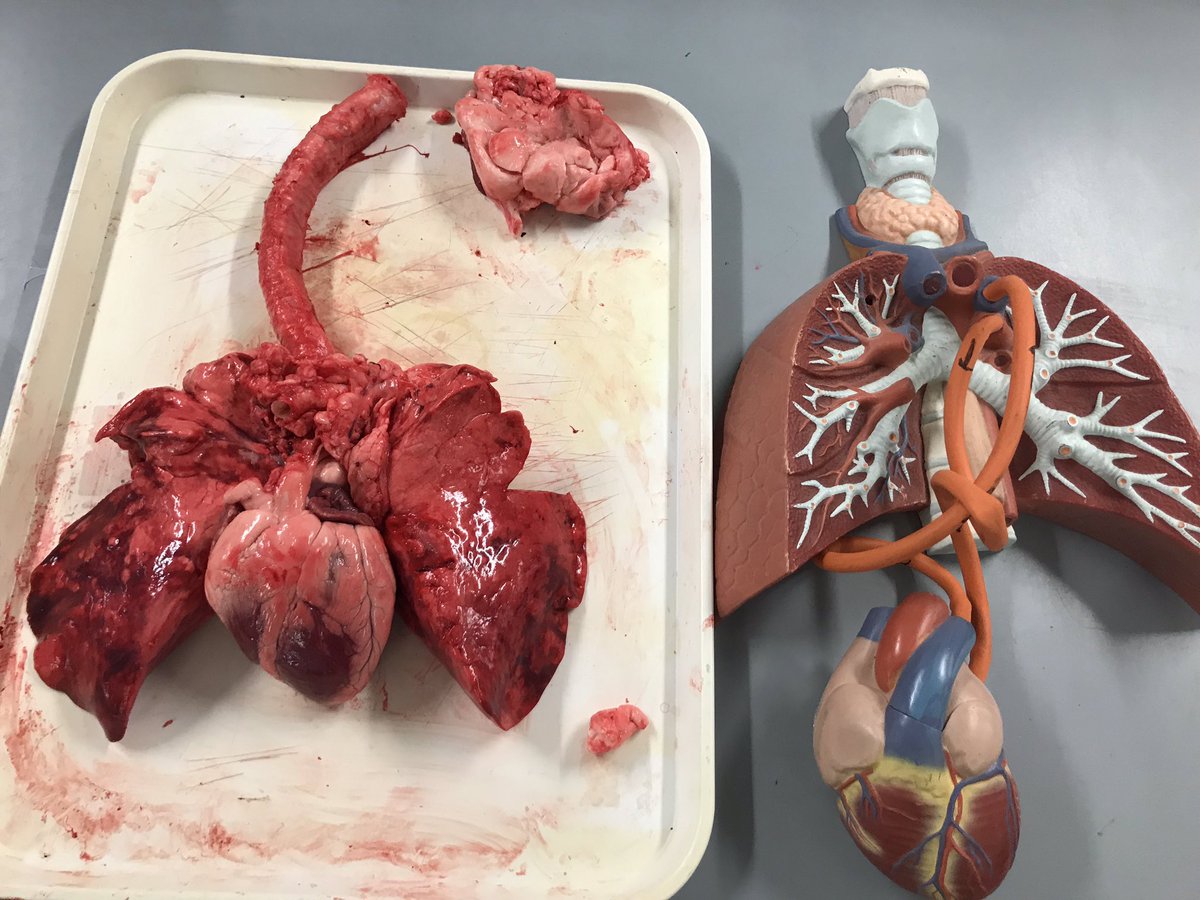 Real Human Respiratory System 4368