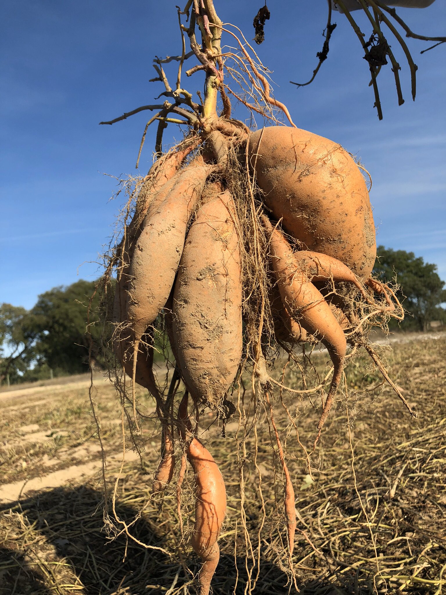 Fasciculated Roots Of Asparagus