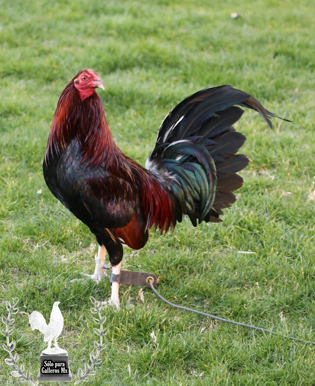 Solo Para Galleros Mx on Twitter: "Dan Gray RoundHead #SoloParaGallerosMx #Gallos #Hatch # ...