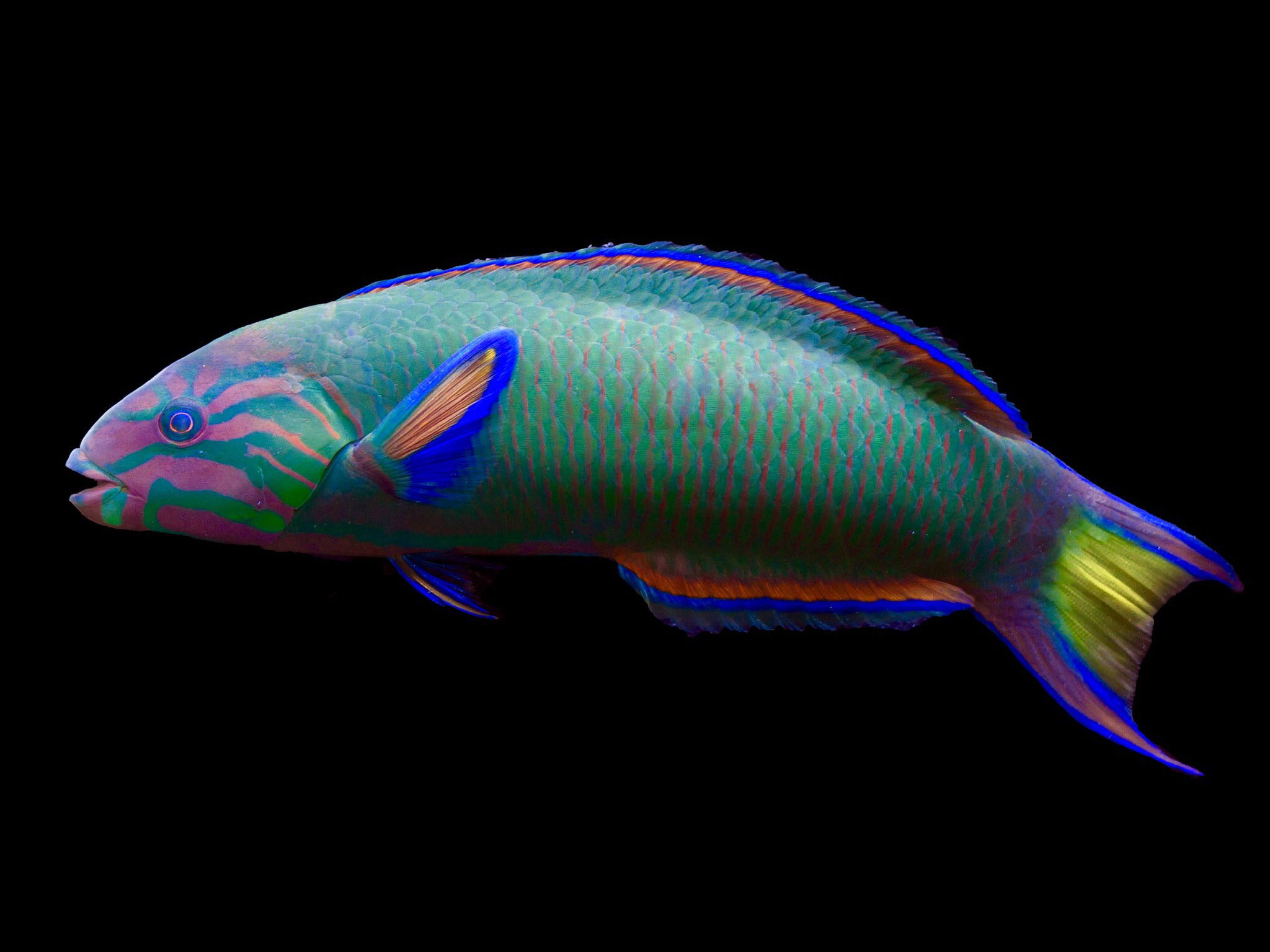 Lunar Wrasse