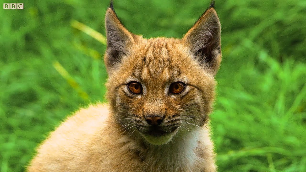 Cute Baby Lynx Lynx Cat Predator Free Photo On Pixabay