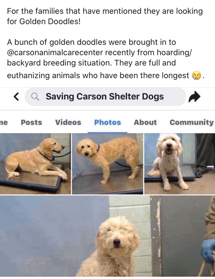 Backyard Breeder Memes MOM: GO OUTSIDE ME: IM AN INDOOR DOG Doge