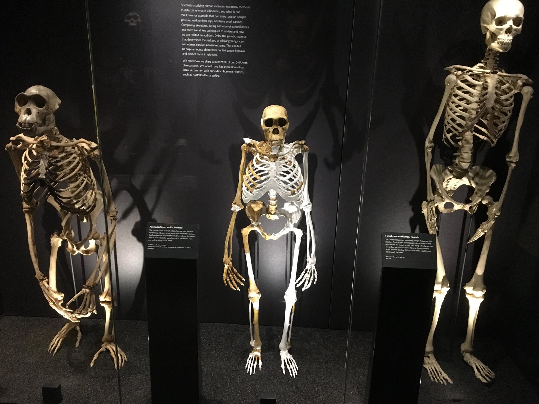 Australopithecus Skeleton