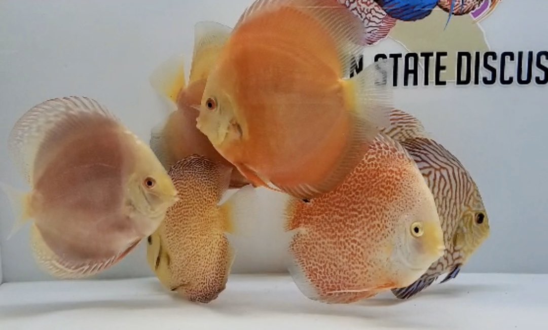 Golden Leopard Discus Fish