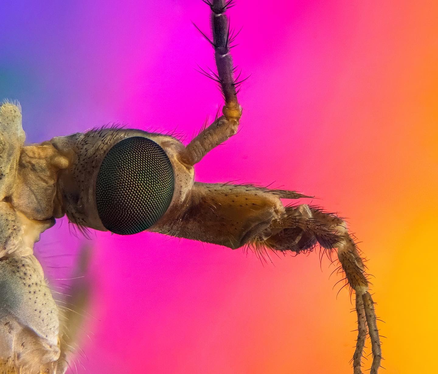 Fly Under Microscope