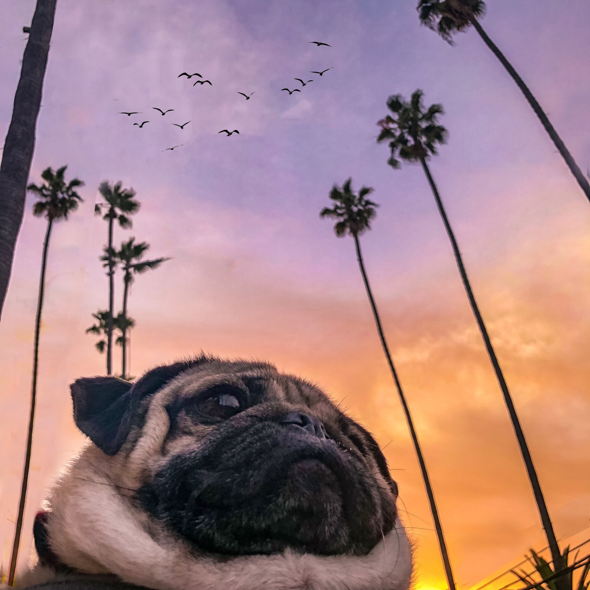 Pug Movie Star