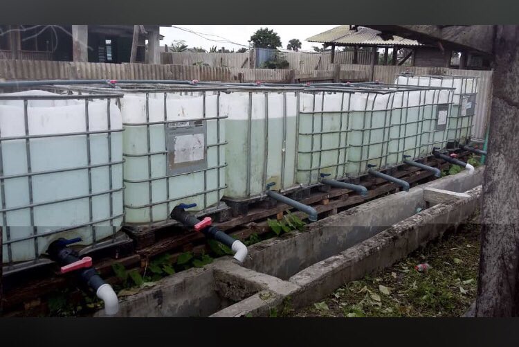 Backyard Catfish Farming