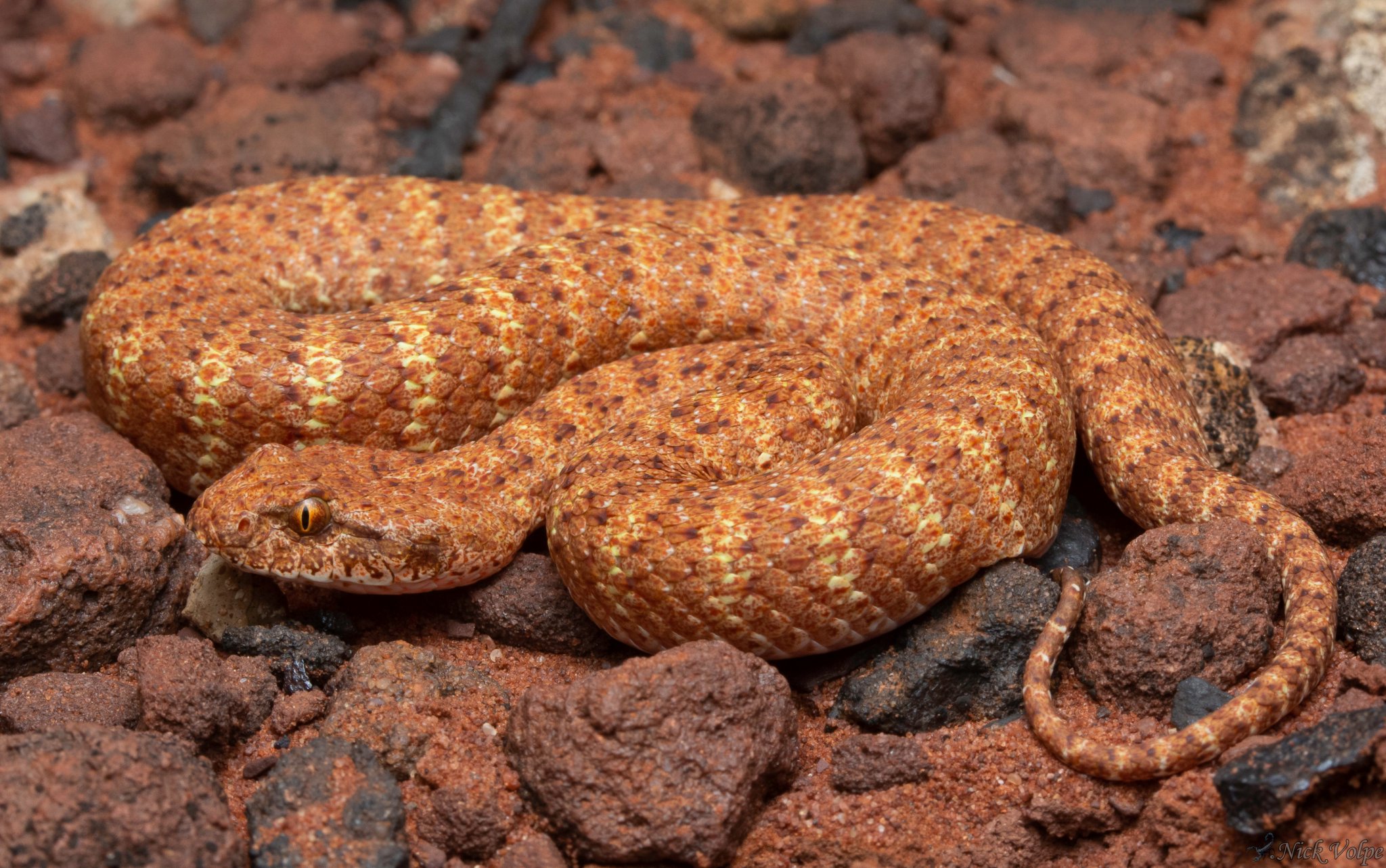 Nick Volpe on Twitter: "Desert Death Adder (Acanthophis pyrrhus) One of my favourite Aus snakes ...