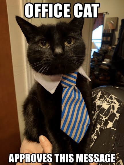 Cat Approval Memes