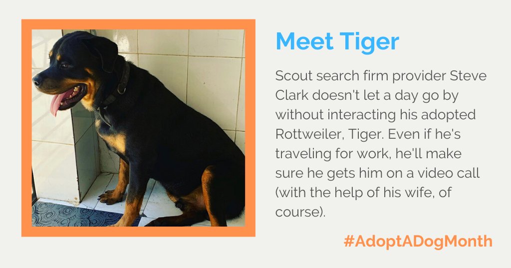 Rottweiler Vs Tiger