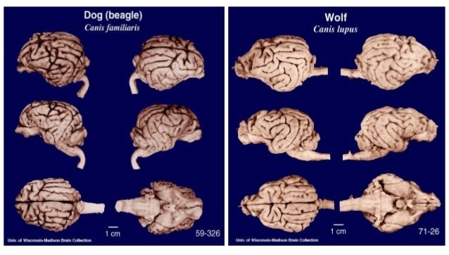 Are Cat Brains Closer To Dog Or Humans Brains