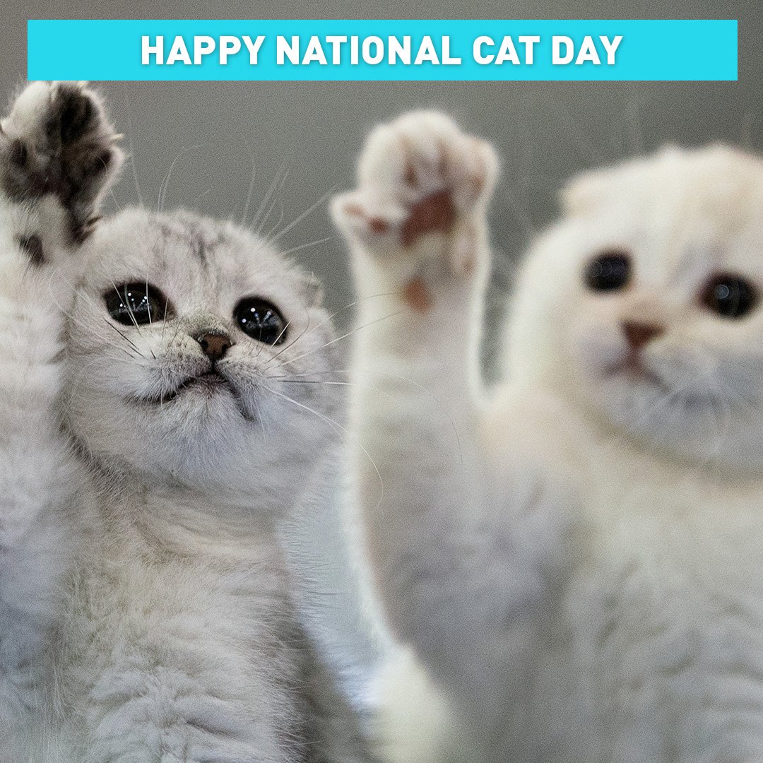 HAPPY NATIONAL CAT DAY! It’s the purrfect day to celebrate your lovely ...