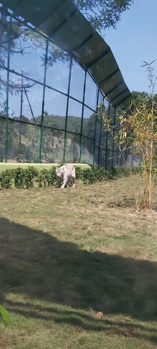 In pictures: Giraffe, Impala, Zebra, Oryx, other animals brought to ...