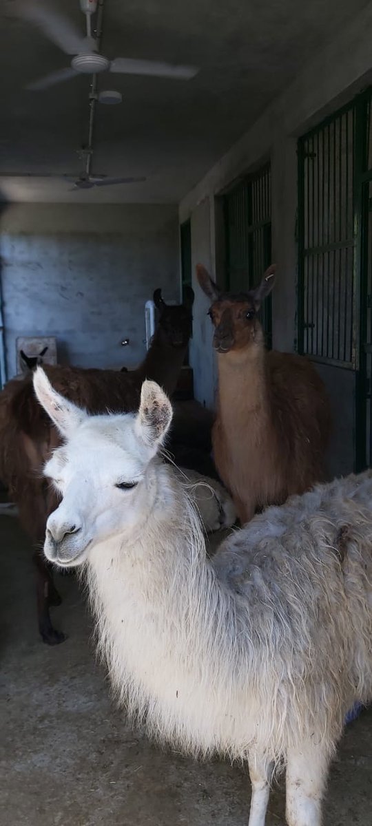 In pictures: Giraffe, Impala, Zebra, Oryx, other animals brought to ...