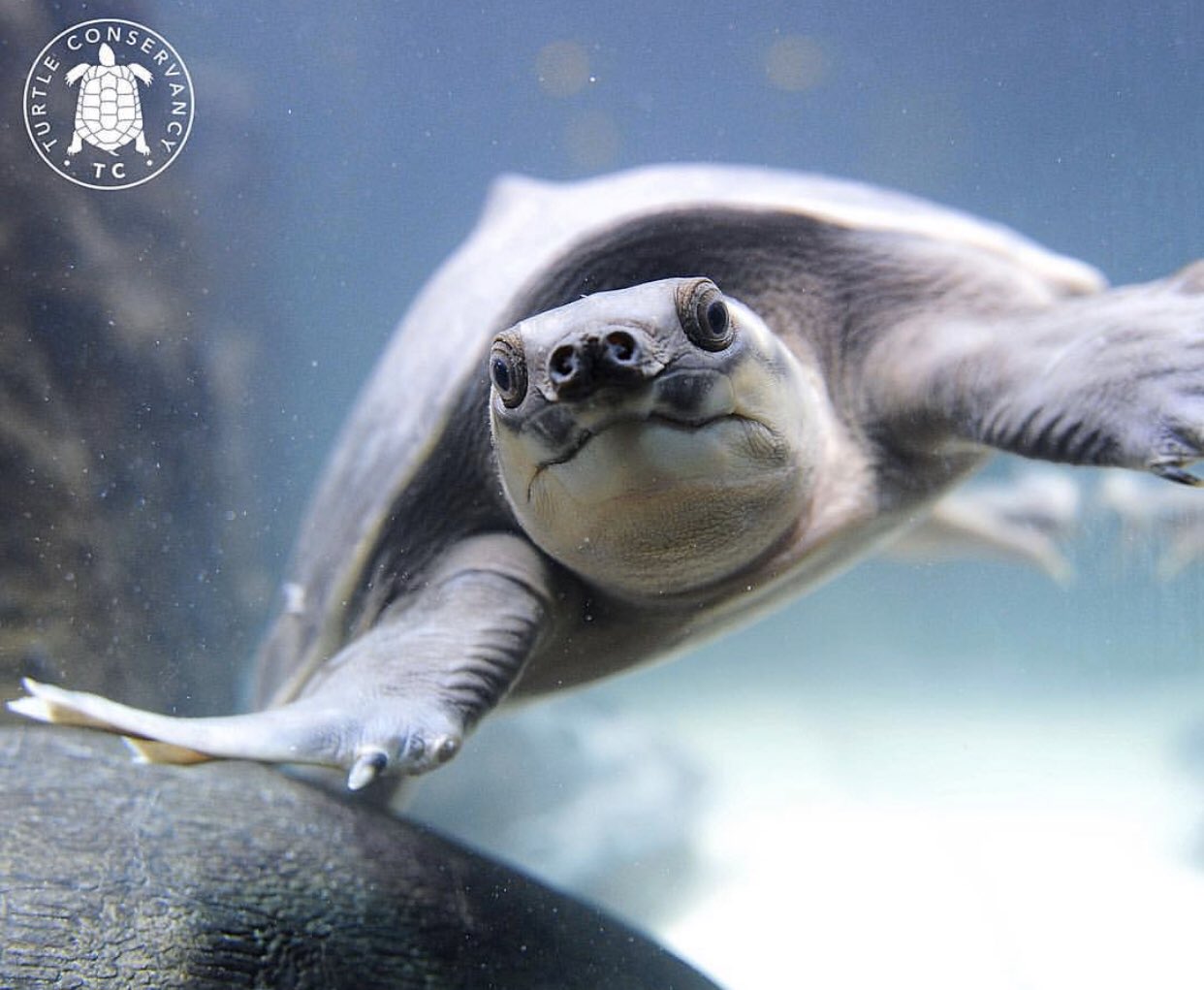 Freshwater Leatherback Turtle Baby